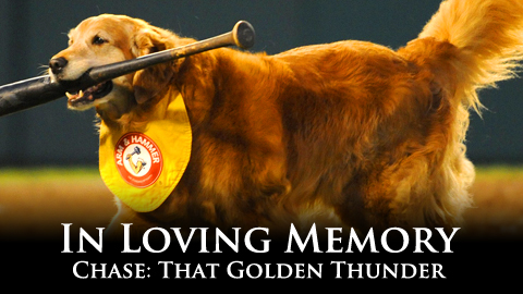Baseball team's special canine bat boy dies of lymphoma | The Animal ...