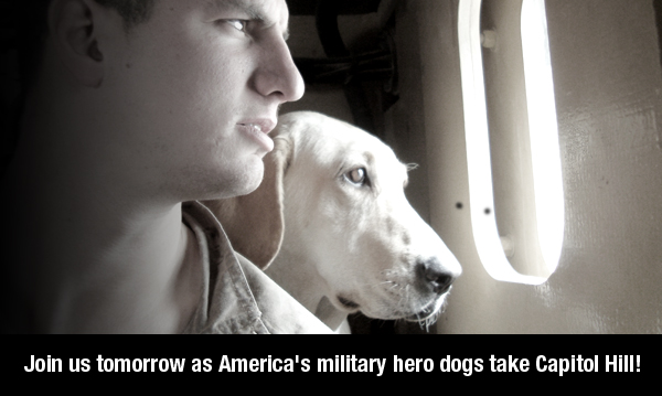 Military Hero Dogs Back in the States to Reunite with their Handlers ...
