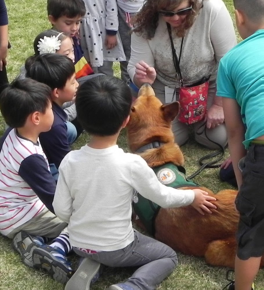 AHF Therapy Dogs help kids during school exams relieve stress | The ...