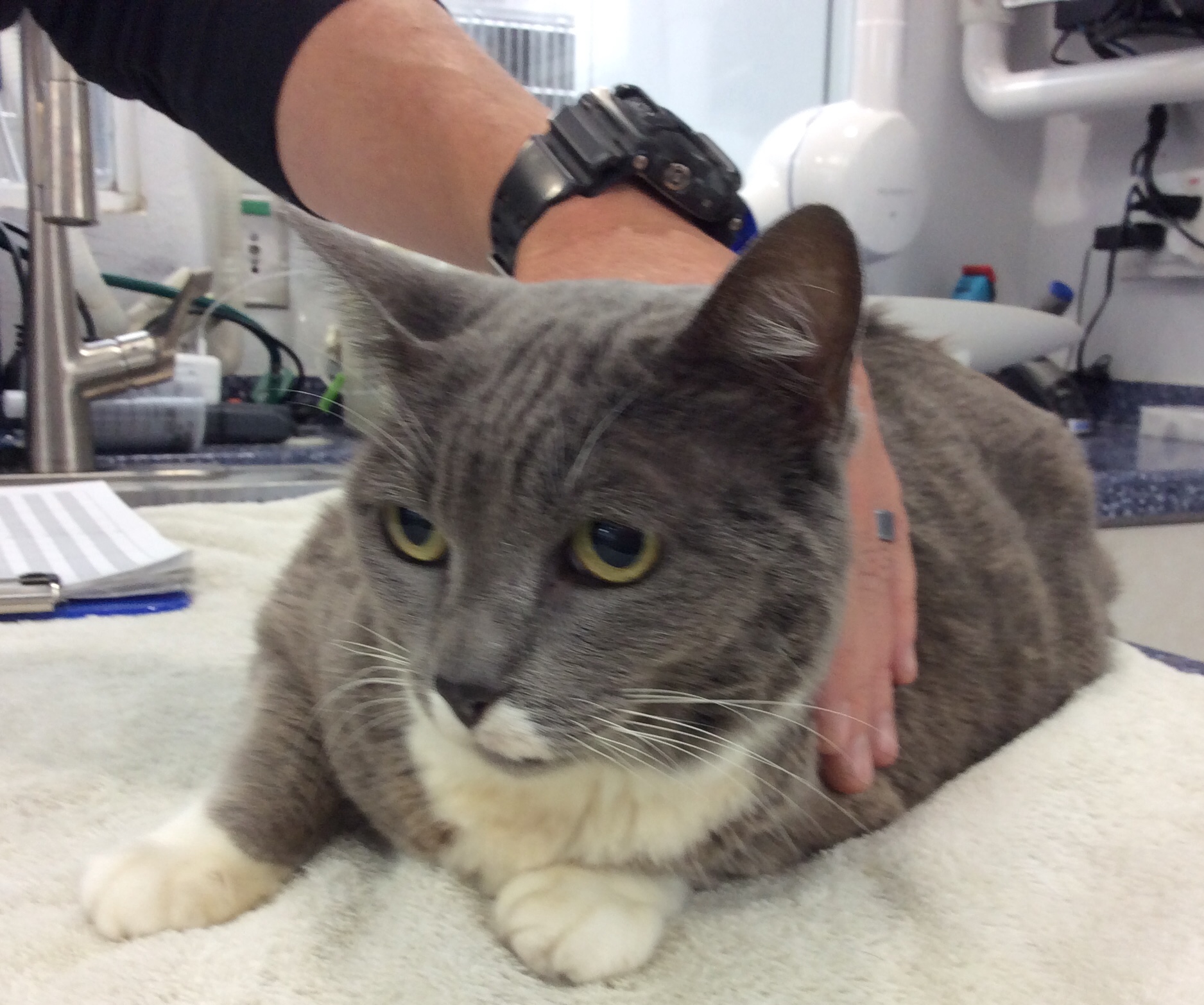 Sweet Angel | The Animal Health Foundation | The Animal Health Foundation