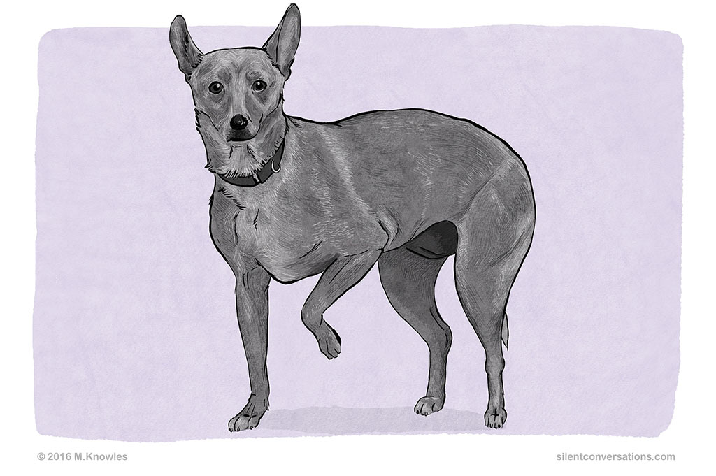 Paw Lift - Dog Body Language | The Animal Health Foundation | The ...