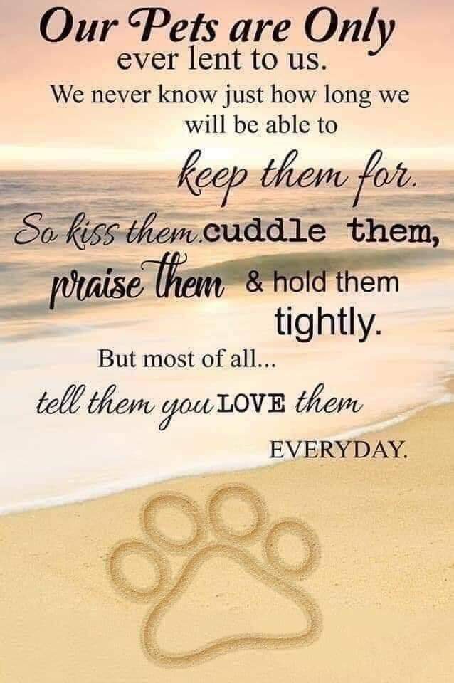 Our Pets are Lent to Us - The Animal Health Foundation | The Animal ...